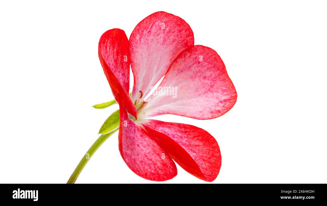 pelargonium flower isolated on white background Stock Photo - Alamy
