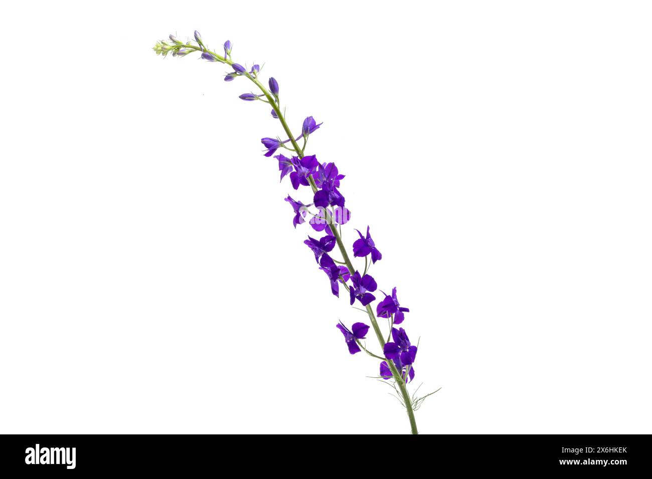 larkspur flower isolated on white background Stock Photo - Alamy