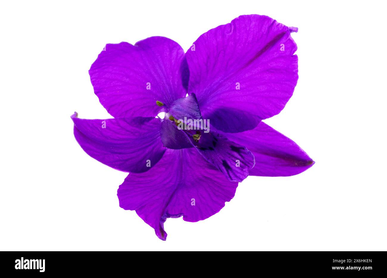 larkspur flower isolated on white background Stock Photo - Alamy