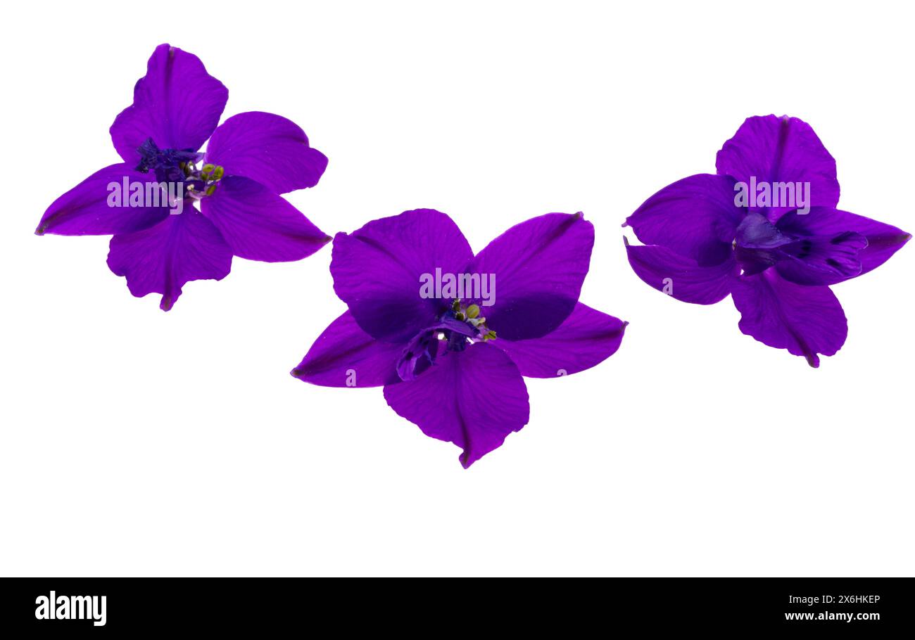 Blue larkspur delphinium white Cut Out Stock Images & Pictures - Alamy