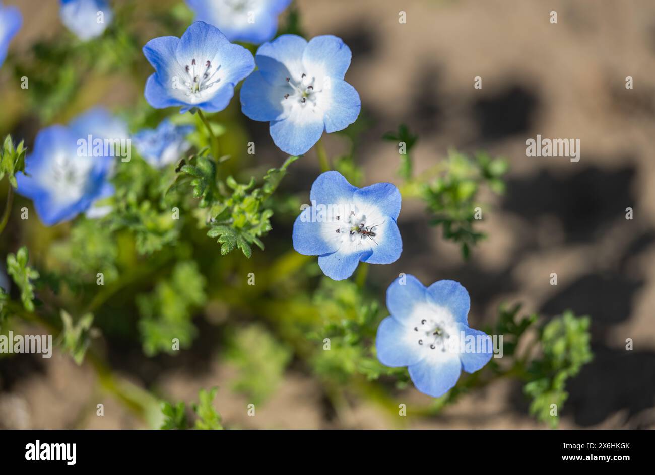 blue nemophila flowers growing in a flowerbed Stock Photo - Alamy