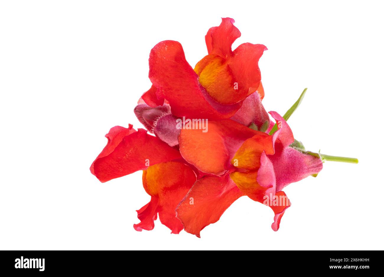 Snapdragon flower isolated on white background Stock Photo - Alamy