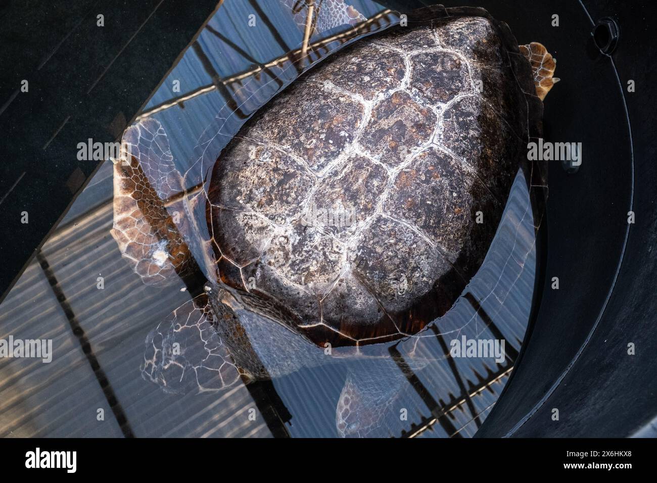 An injured turtle at the Archelon Sea Turtle Rescue Centre in Glyphada ...