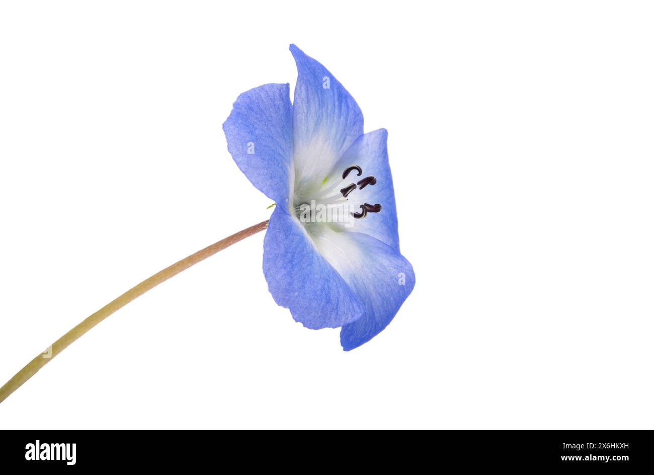 Nemophila flowers isolated on white background Stock Photo - Alamy