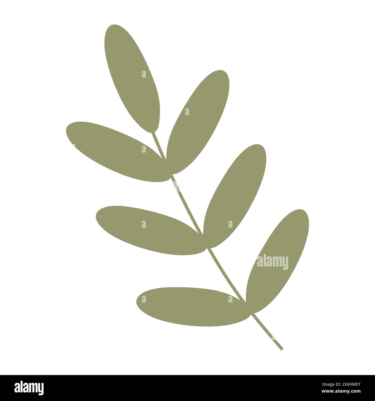 Flat Green Palm tree Branch, Cartoon Acacia Leaves. Closeup isolated ...