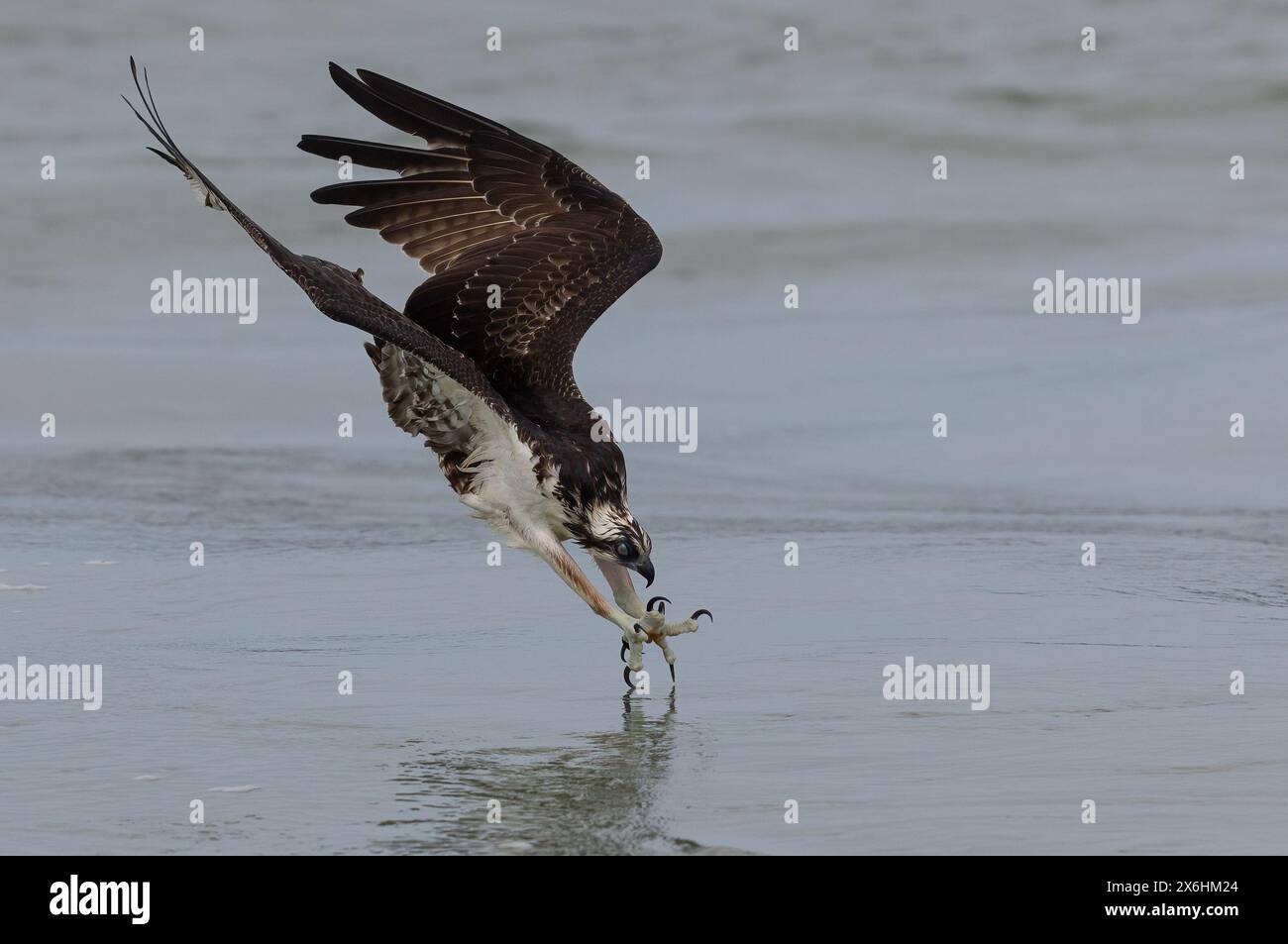 Fish raptor hi-res stock photography and images - Alamy