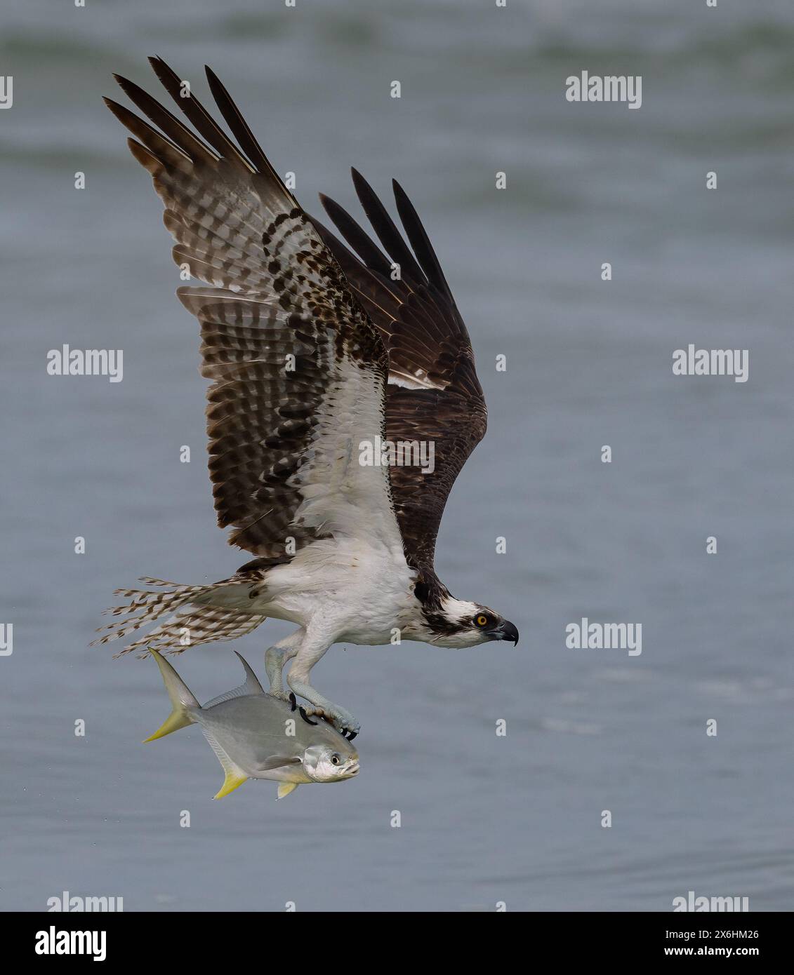 Osprey with a large fish Stock Photo - Alamy