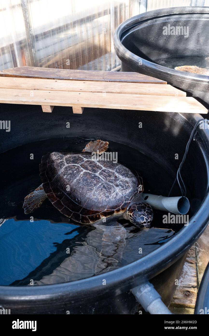 An injured turtle at the Archelon Sea Turtle Rescue Centre in Glyphada ...