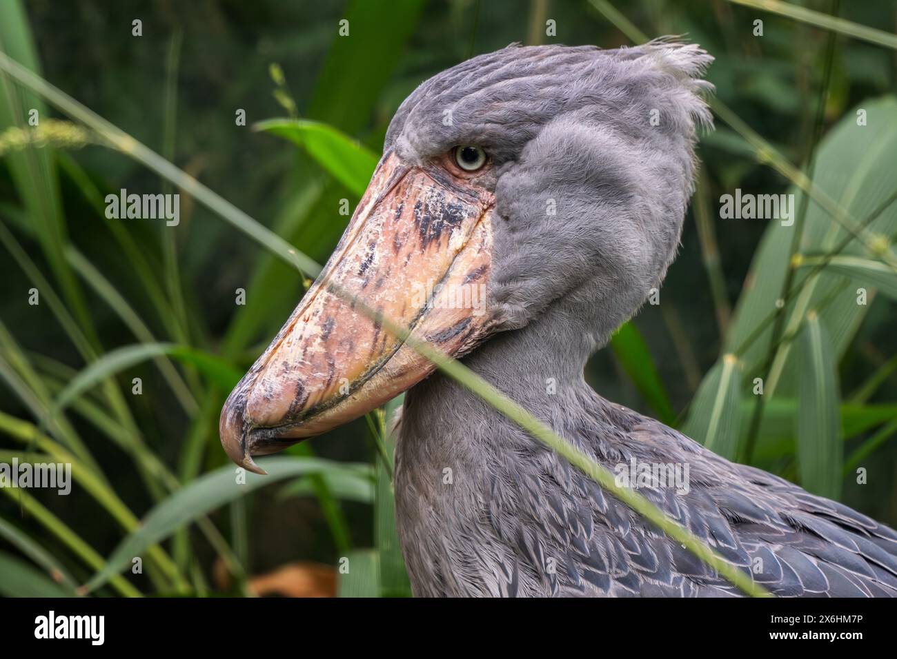Shoebill - Balaeniceps rex, potrait of large rare unique bird with ...