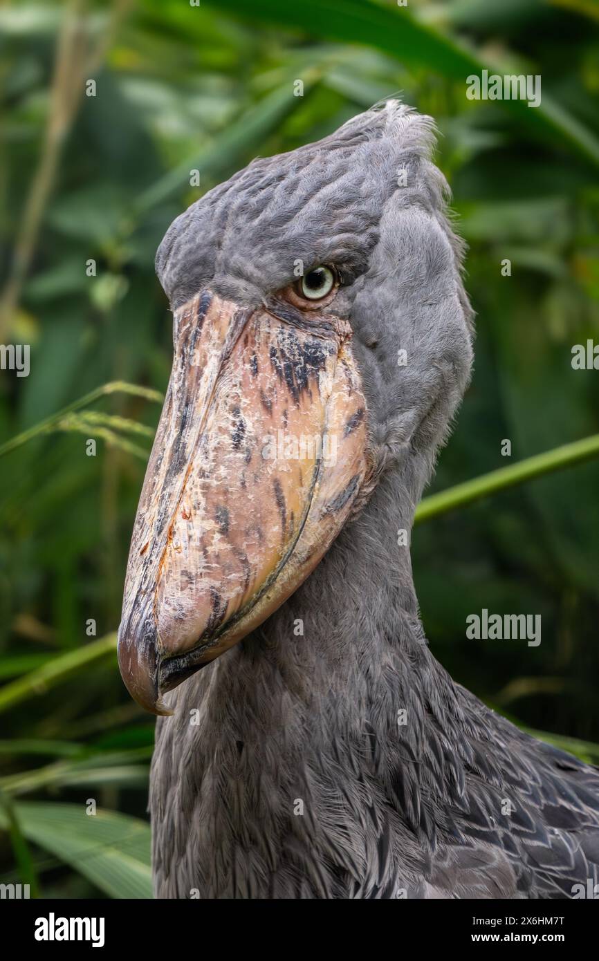 Shoebill - Balaeniceps rex, potrait of large rare unique bird with ...