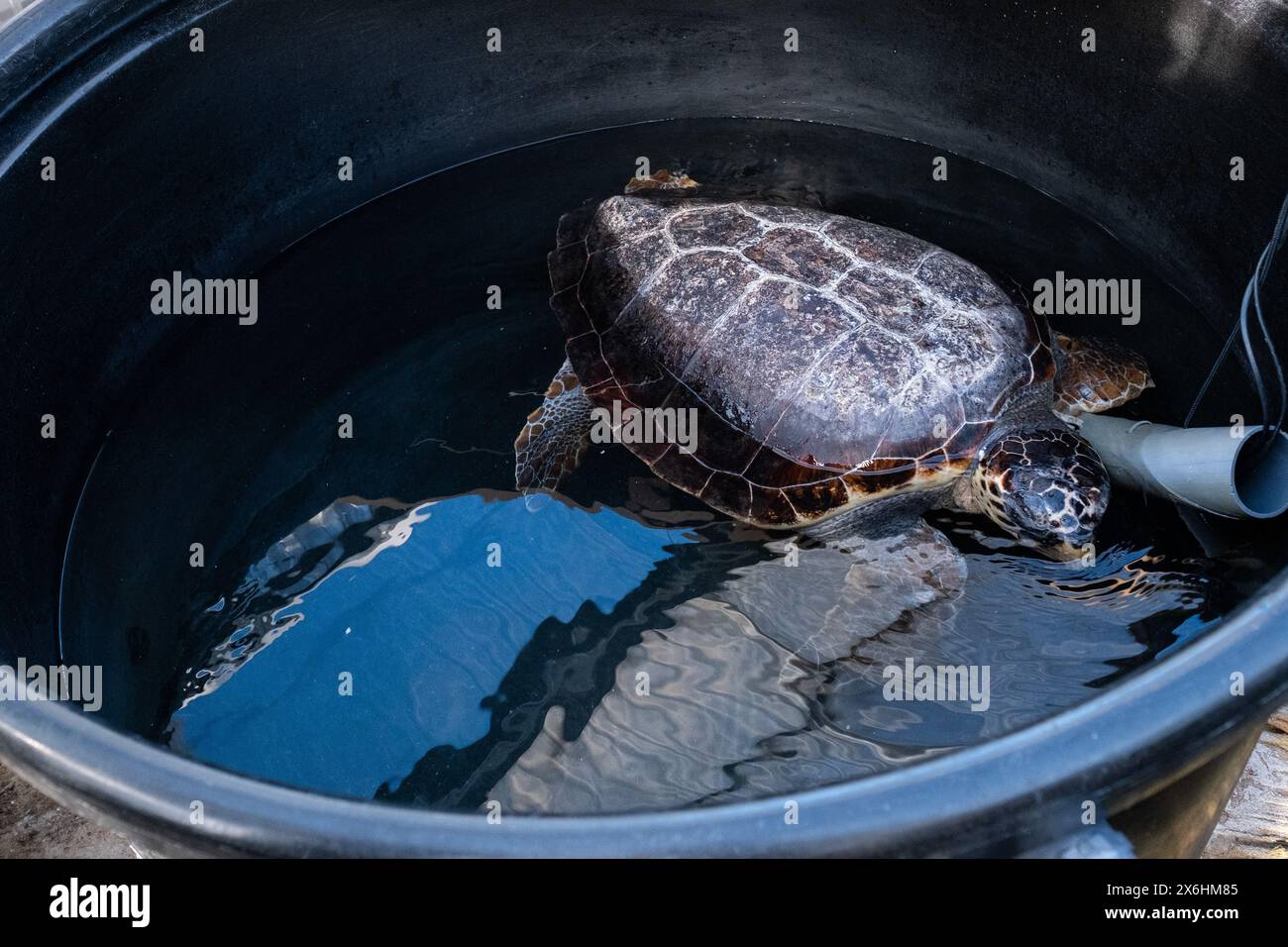 An injured turtle at the Archelon Sea Turtle Rescue Centre in Glyphada ...
