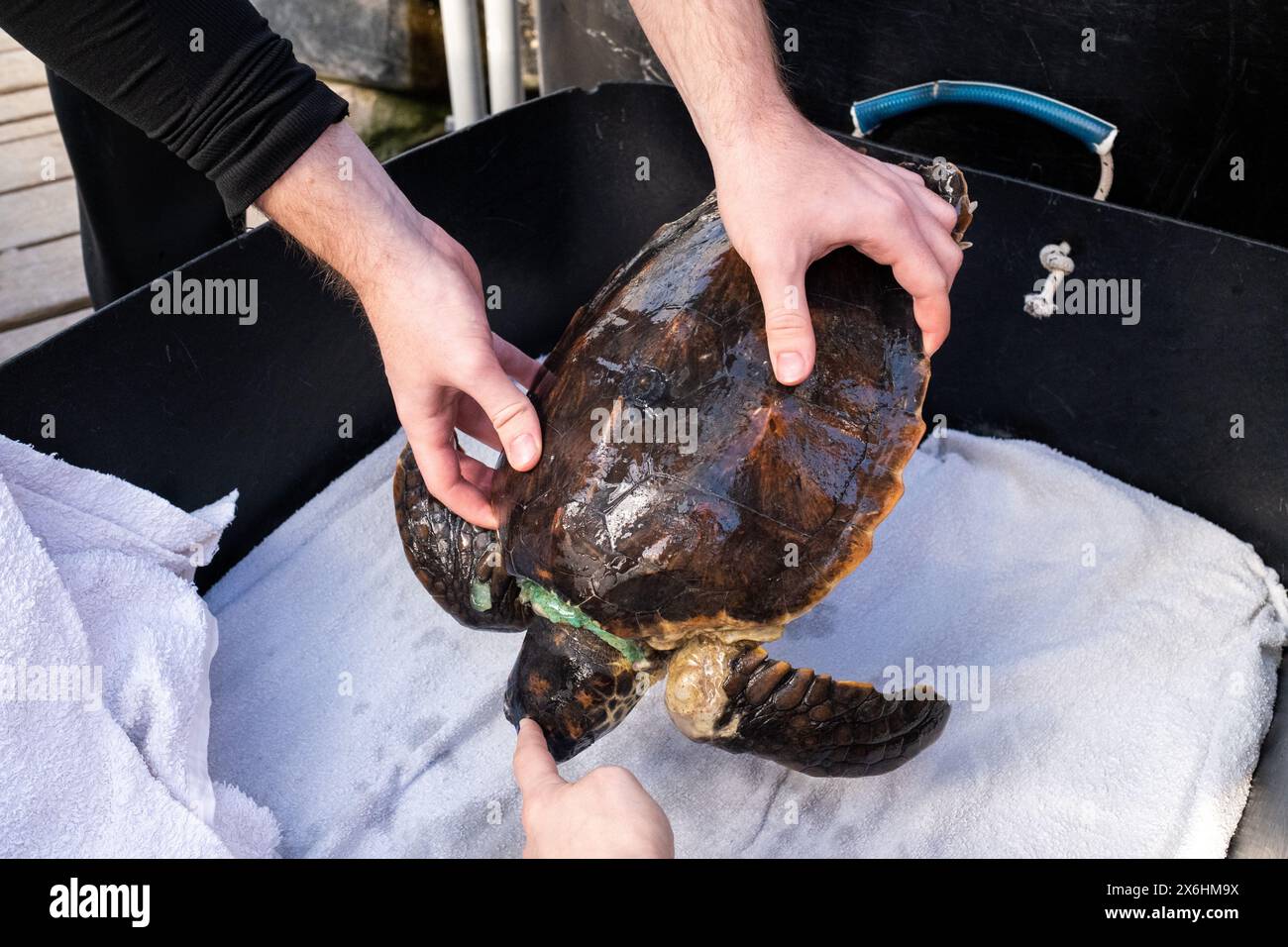Care process for an injured turtle at the Archelon Sea Turtle Rescue ...