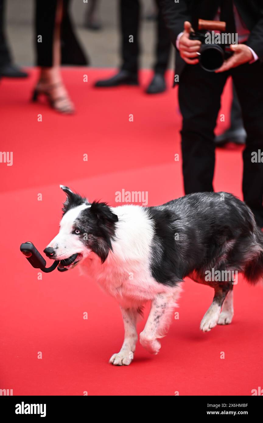 Messi the dog attends "Le Deuxie?me Acte" ("The Second Act") Screening ...