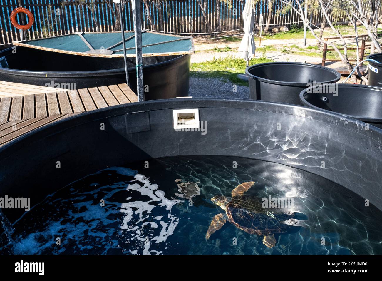 An injured turtle at the Archelon Sea Turtle Rescue Centre in Glyphada ...