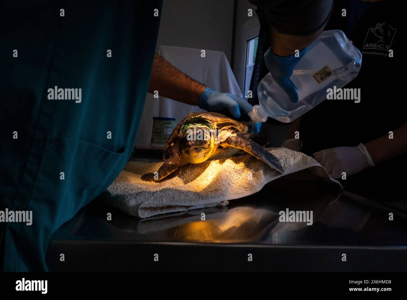 Surgical operation as part of a care process for an injured turtle at ...