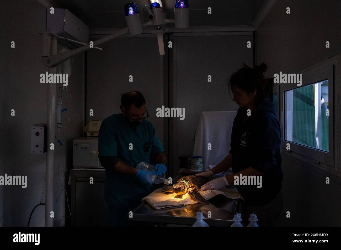 Surgical operation as part of a care process for an injured turtle at ...