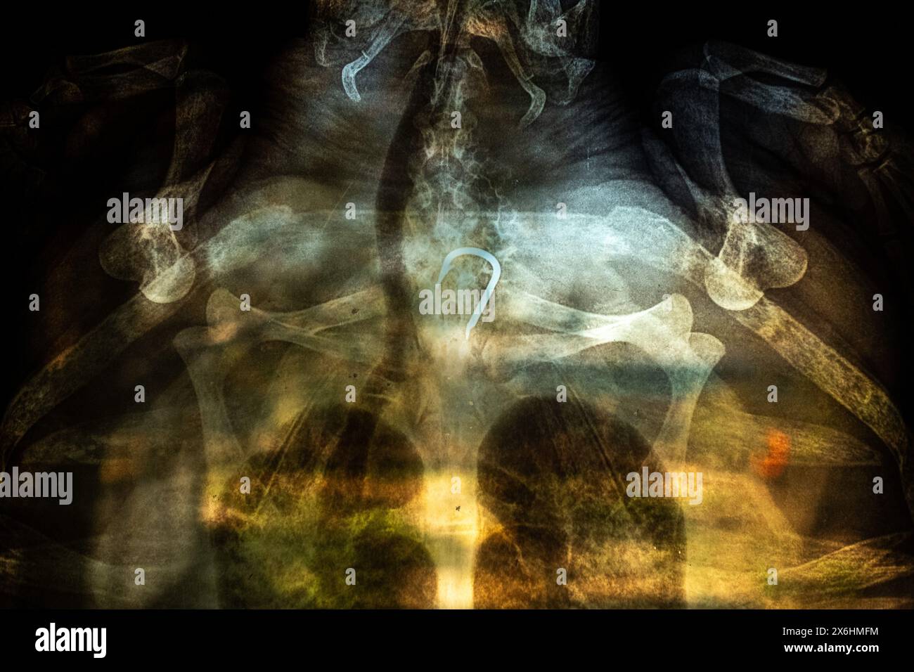 X-ray of a hamstring inserted into a turtle at the Archelon Sea Turtle ...