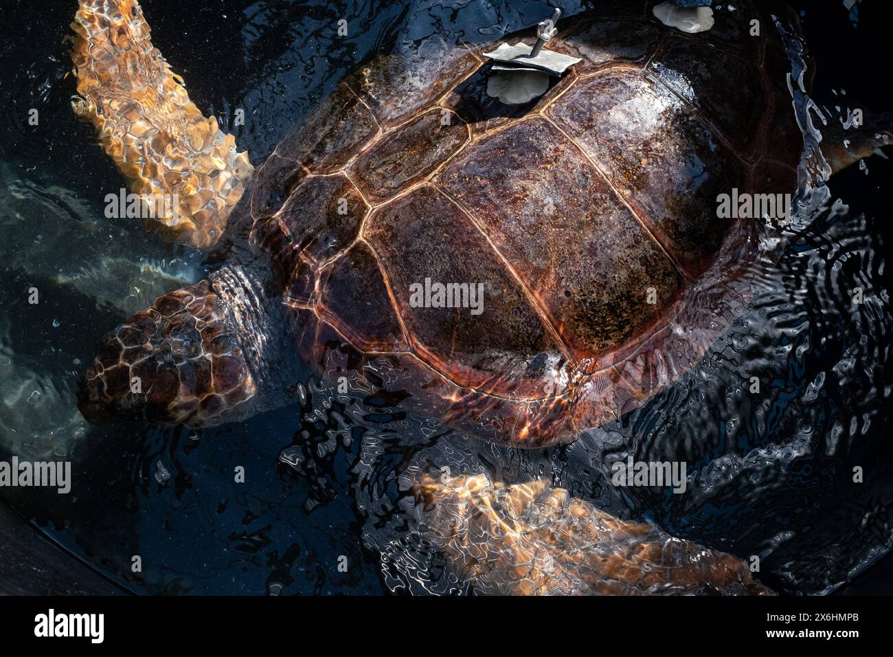 An injured turtle at the Archelon Sea Turtle Rescue Centre in Glyphada ...