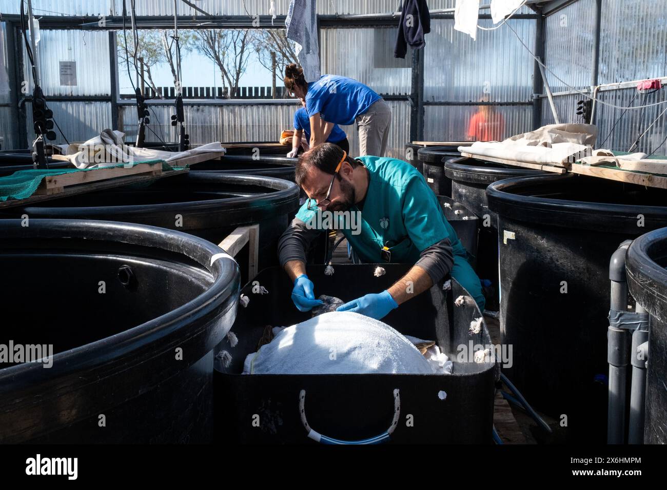 Care process for an injured turtle at the Archelon Sea Turtle Rescue ...