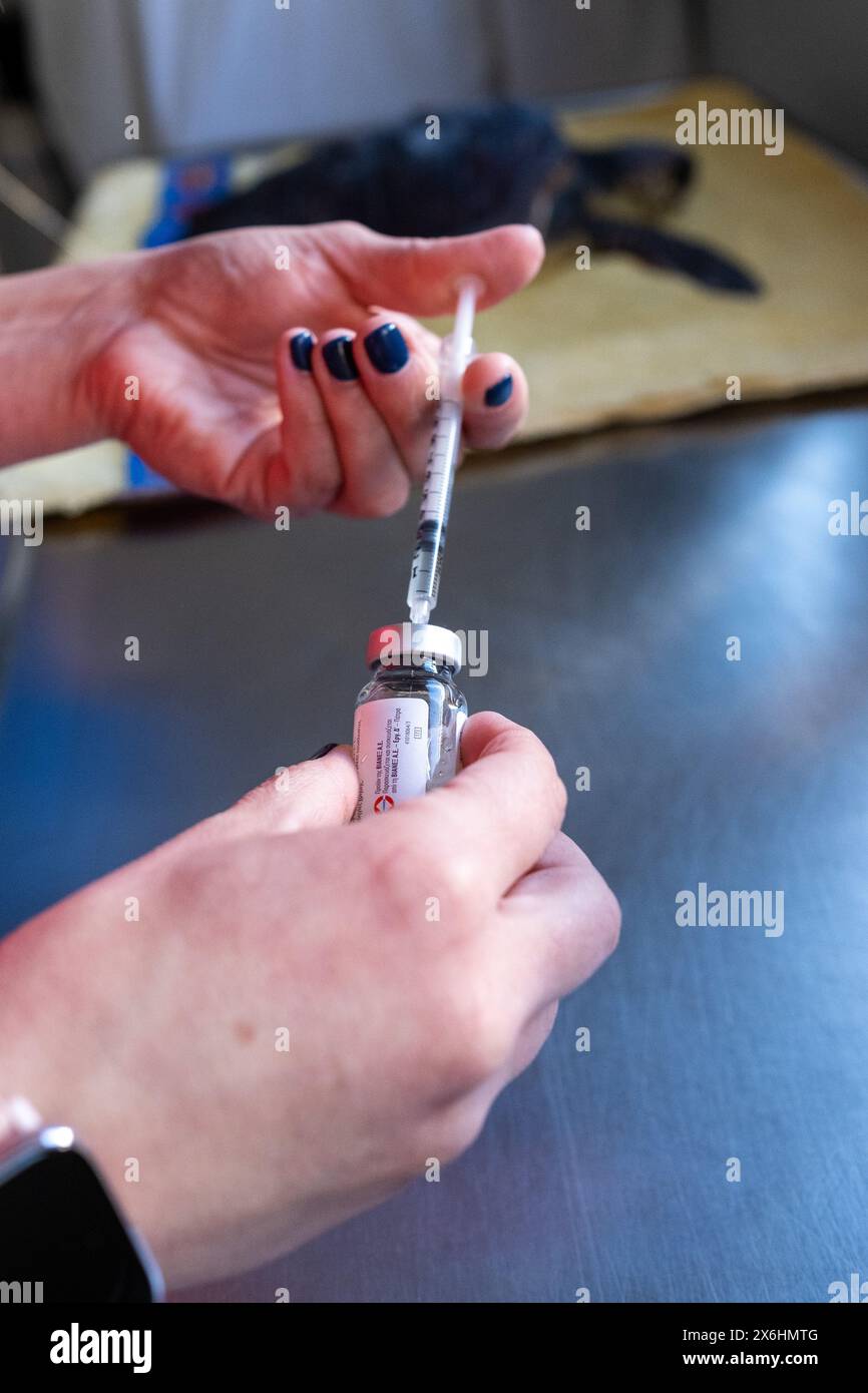 Preparing an injection for the care of an injured turtle at the ...