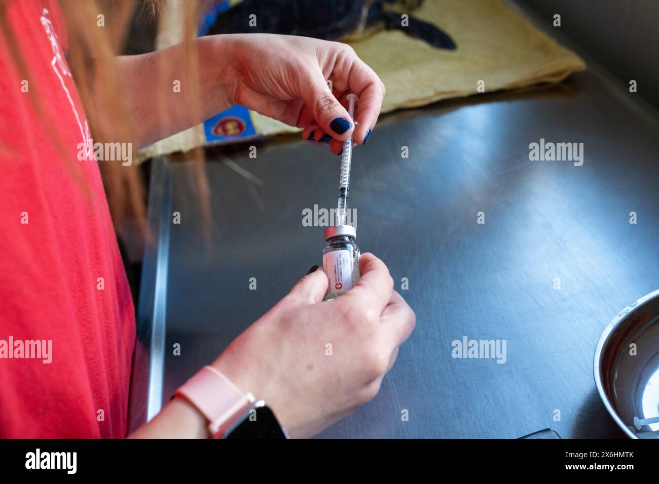 Preparing an injection for the care of an injured turtle at the ...