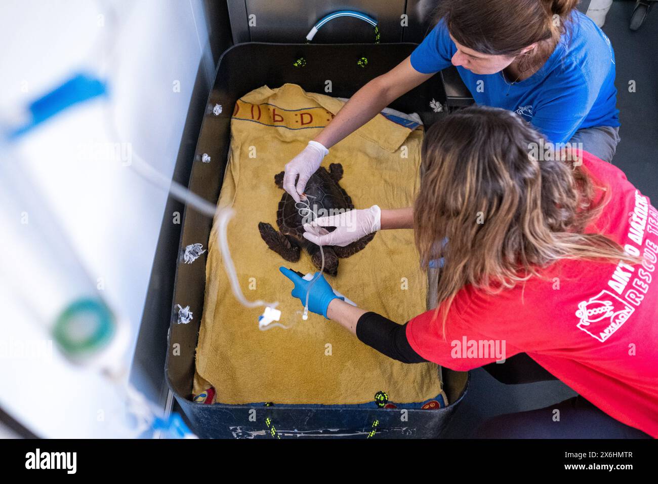 Installation of an infusion for the treatment of an injured turtle at ...