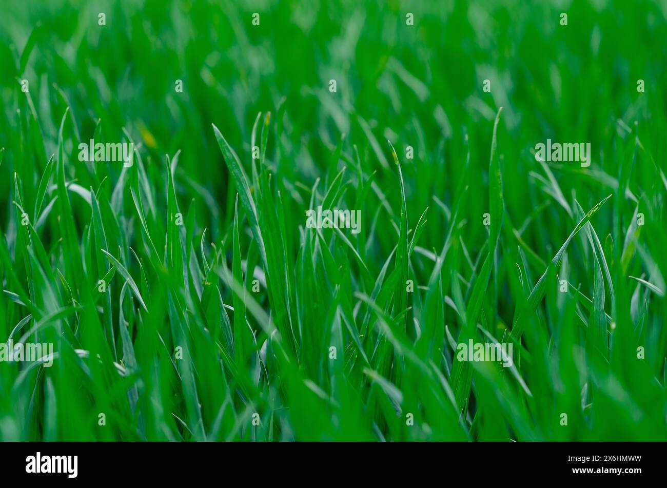 Quality macro photo of fresh green grass. Natural spring abstract ...