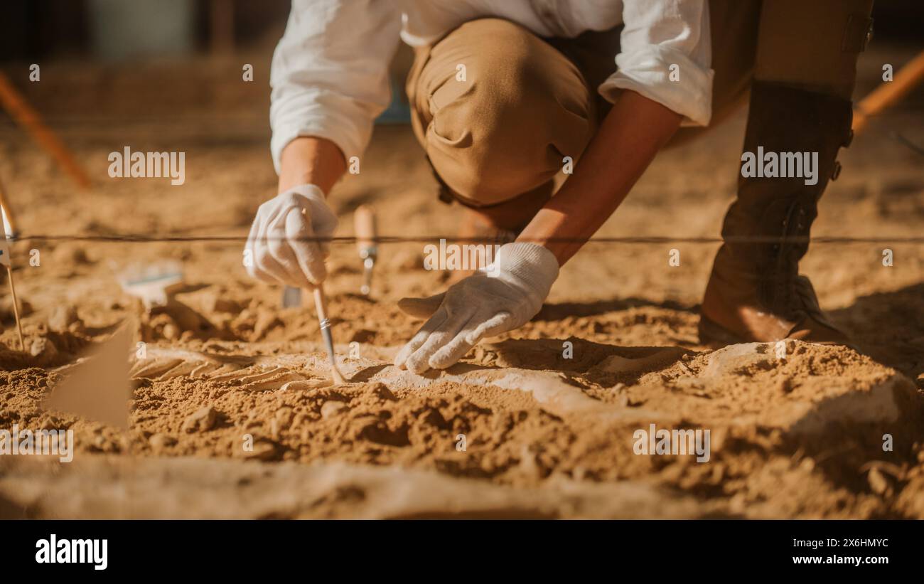 Paleontologist Cleaning Tyrannosaurus Dinosaur Skeleton with Brushes ... Paleontologist Cleaning Tyrannosaurus Dinosaur Skeleton with Brushes ...