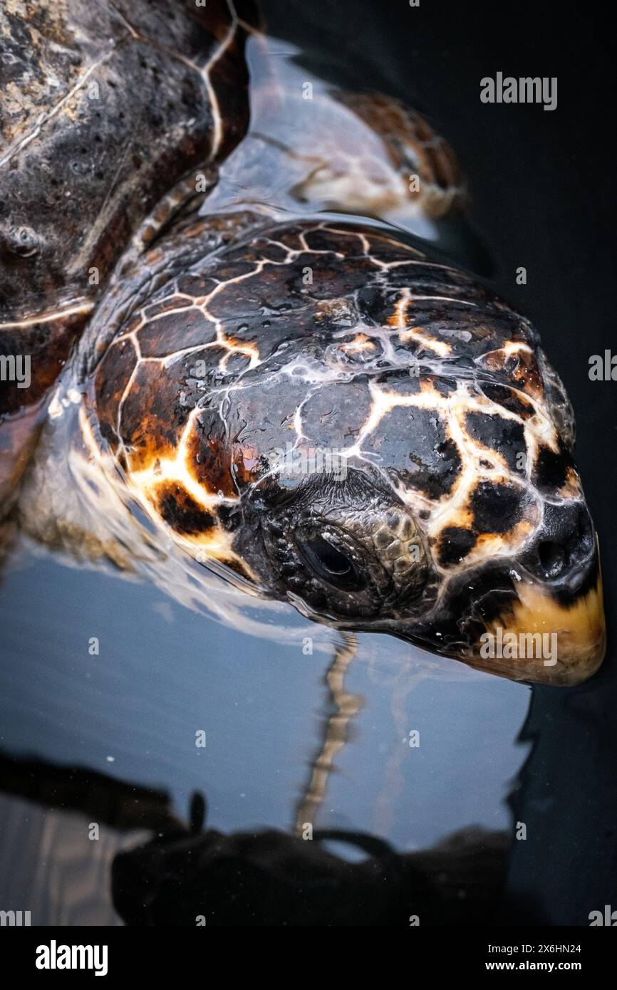 An injured turtle at the Archelon Sea Turtle Rescue Centre in Glyphada ...