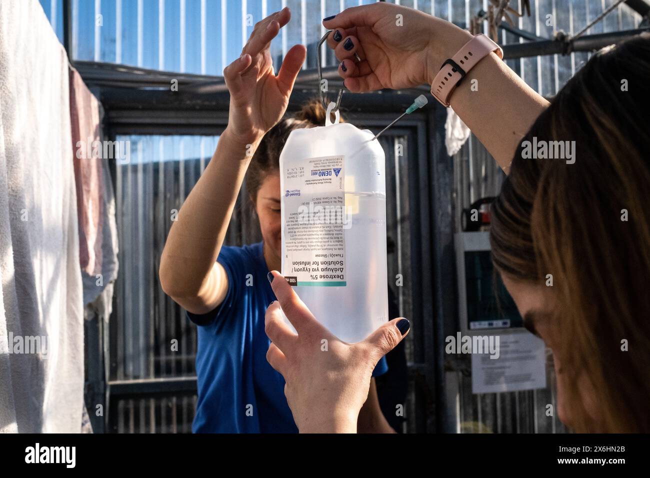 Installation of an infusion for the treatment of an injured turtle at ...