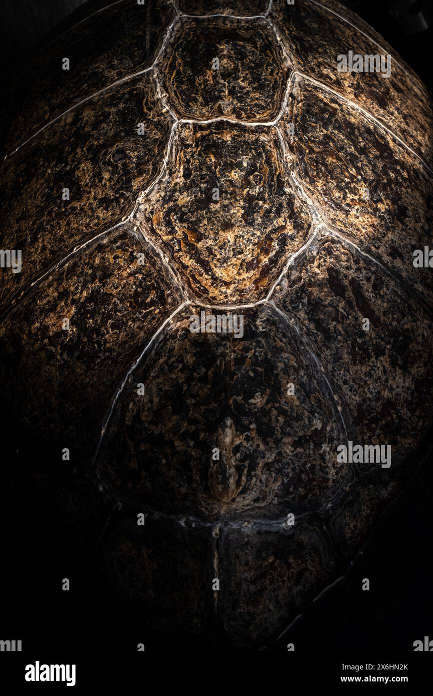 An injured turtle at the Archelon Sea Turtle Rescue Centre in Glyphada ...