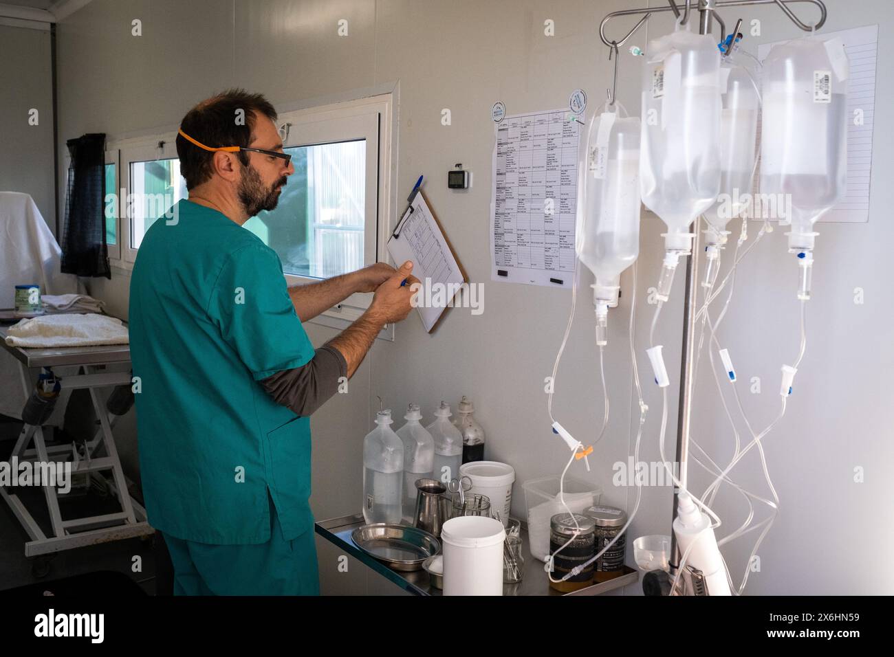 Installation of an infusion for the treatment of an injured turtle at ...