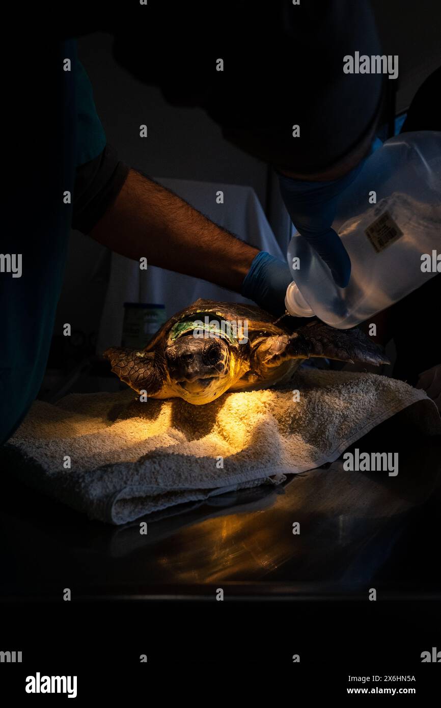 Surgical operation as part of a care process for an injured turtle at ...