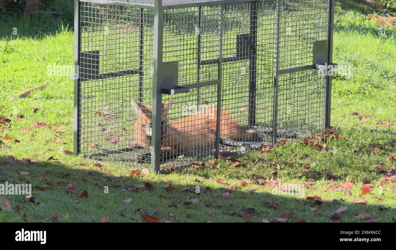 Sedated wolf hi-res stock photography and images - Alamy