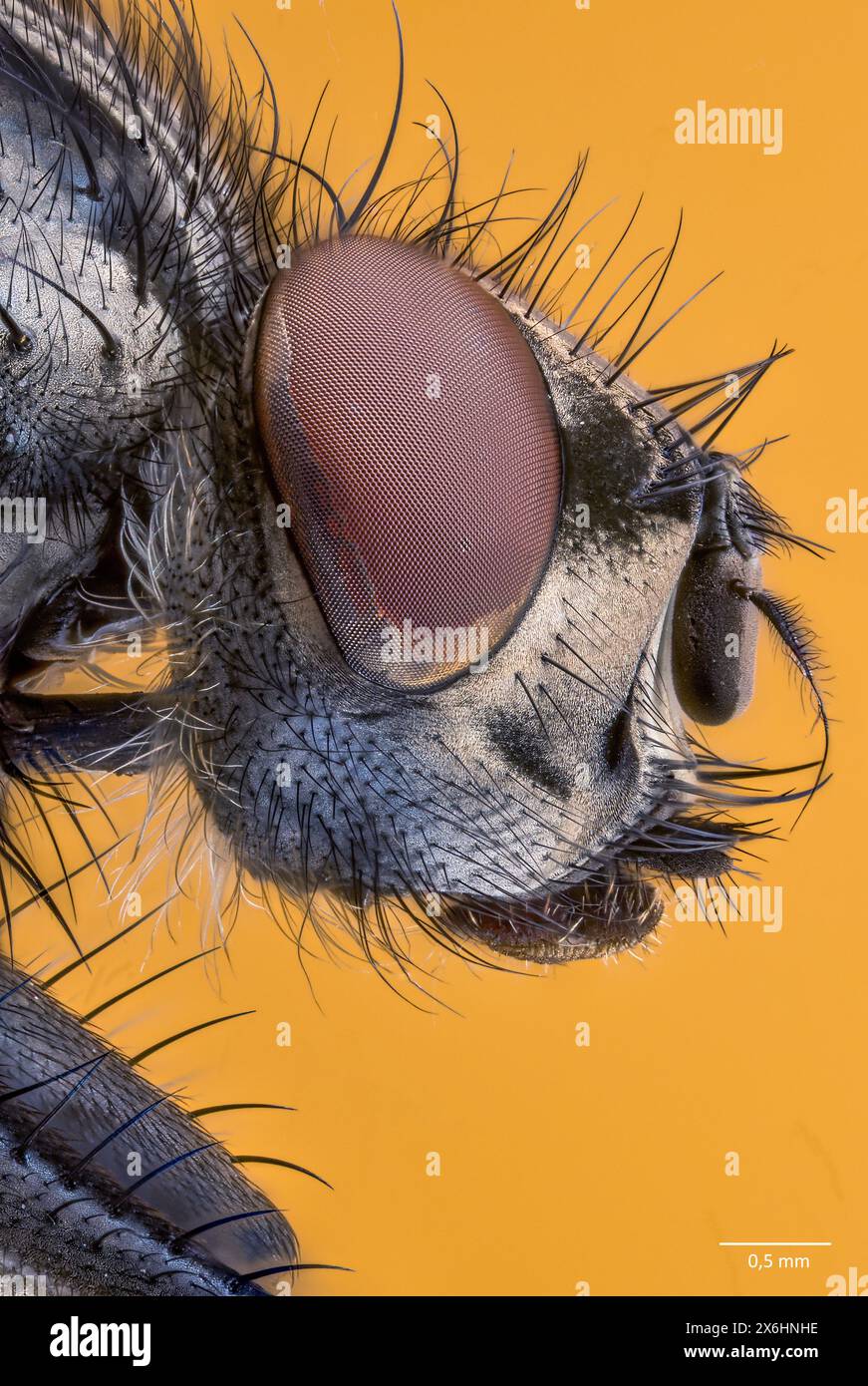 Head of the common flesh fly (Sarcophaga carnaria). Hidra, south ...