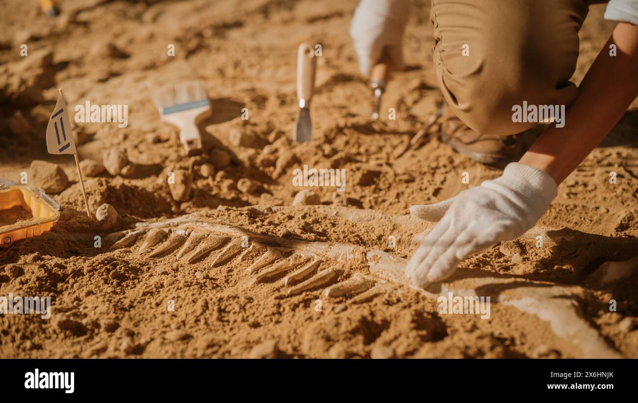Portrait of Beautiful Paleontologist Cleaning Tyrannosaurus Dinosaur ...