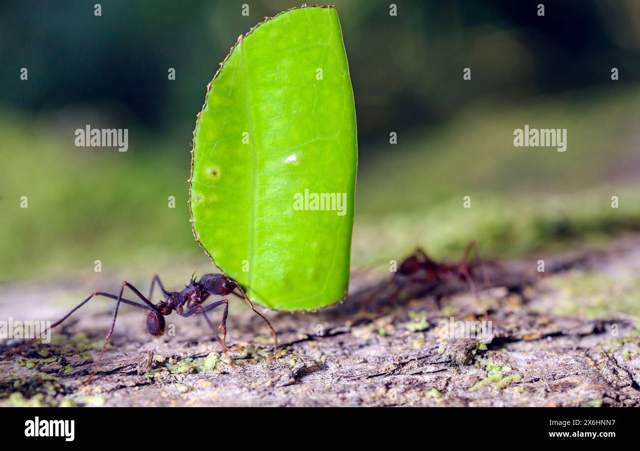Leafcutter ant (Atta sp.) from the rainforest of LaSelva, Ecuador Stock ...