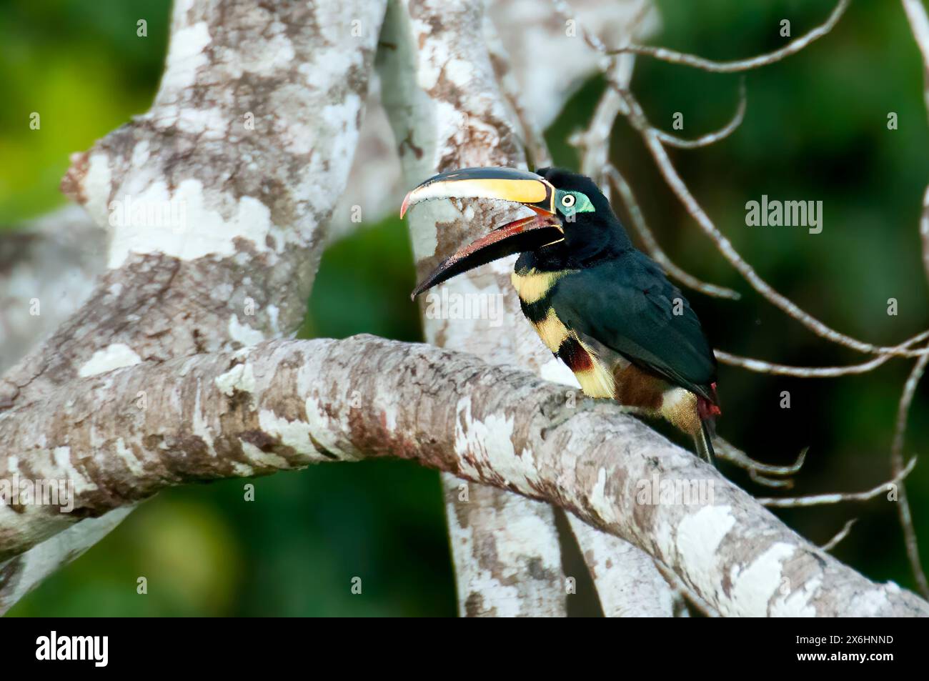 Many banded aracari pteroglossus pluricinctus hi-res stock photography ...