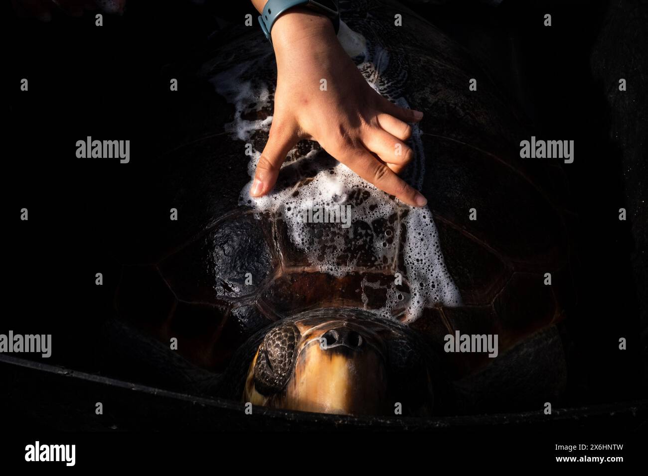 Care process for an injured turtle at the Archelon Sea Turtle Rescue ...
