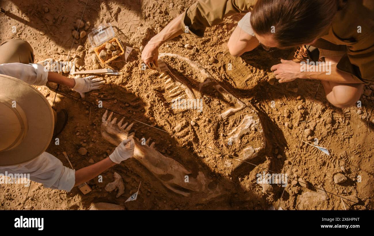 Top-Down View: Two Great Paleontologists Cleaning Newly Discovered ... Top-Down View: Two Great Paleontologists Cleaning Newly Discovered ...
