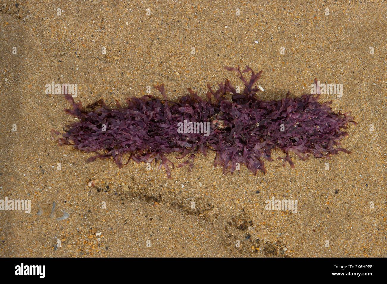 Red seaweed ocean algae hi-res stock photography and images - Alamy