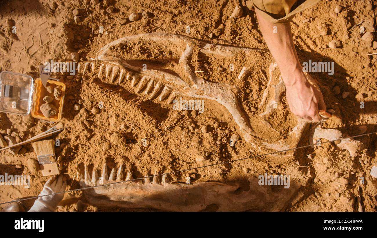 Top-Down View: Paleontologists Cleaning Tyrannosaurus Dinosaur Skeleton ... Top-Down View: Paleontologists Cleaning Tyrannosaurus Dinosaur Skeleton ...