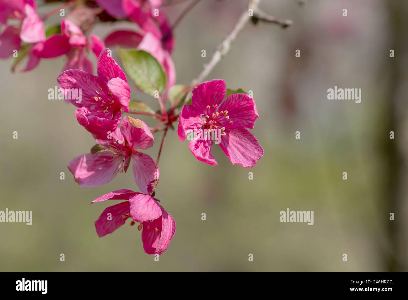 Dark pink crab apple blossoms isolated on a desaturated green ...