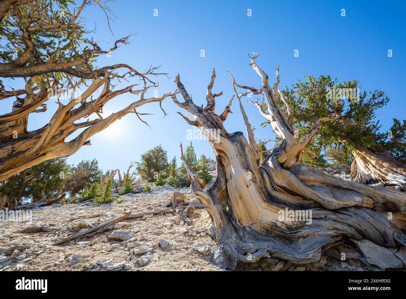 Ancient Bristlecone Pine Tree showing the twisted and gnarled features ...