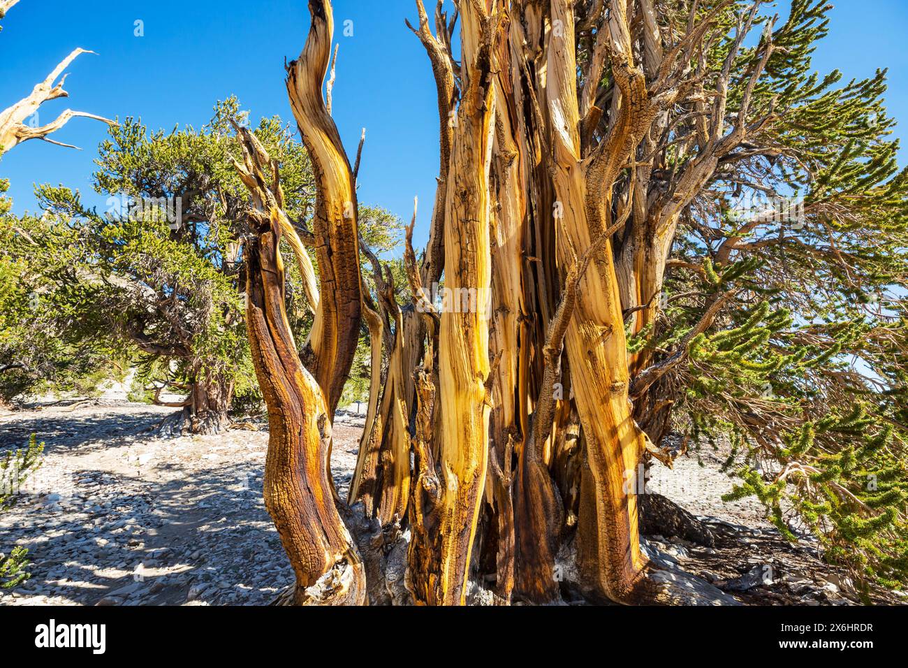 Ancient Bristlecone Pine Tree showing the twisted and gnarled features ...