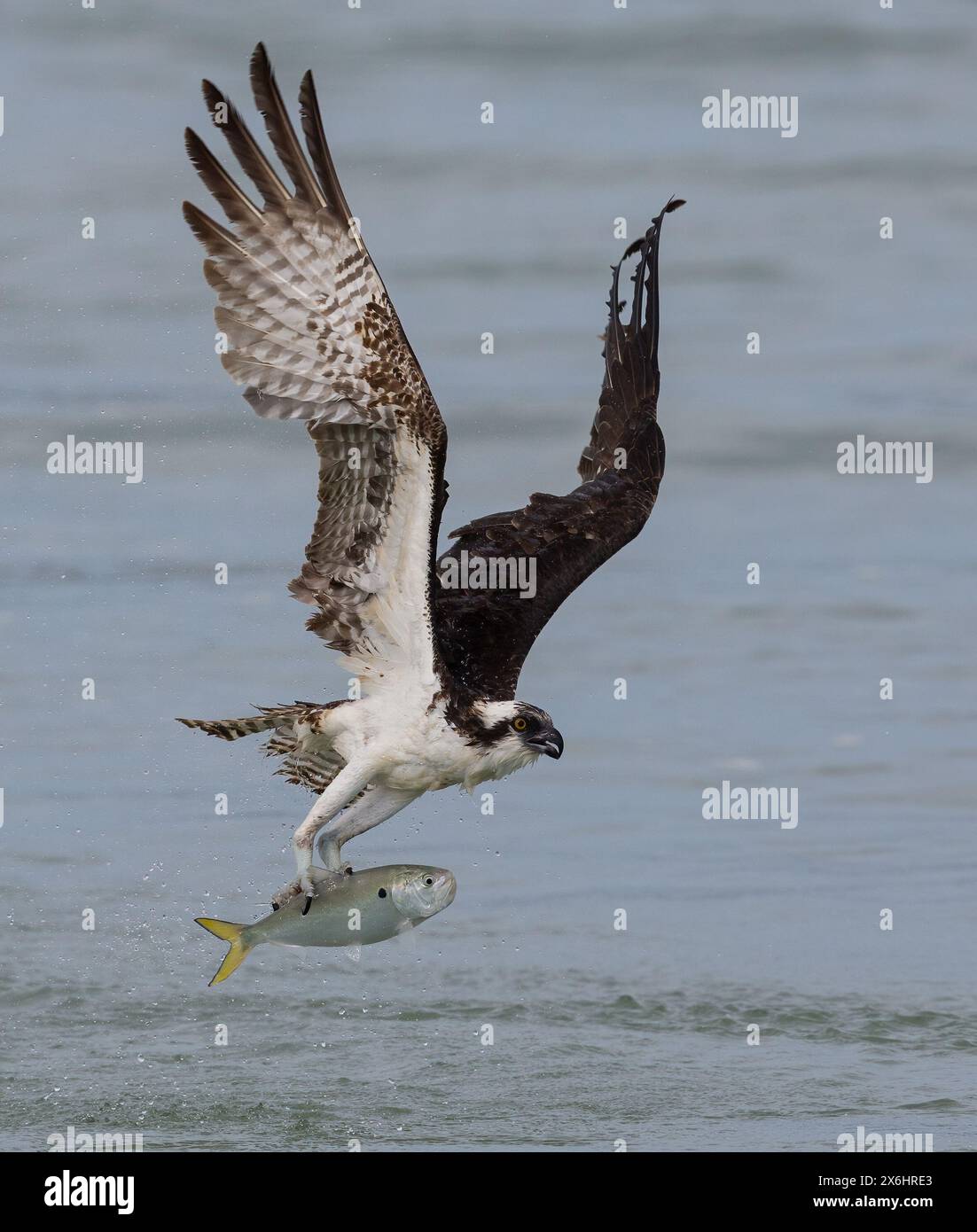 Osprey with a large fish Stock Photo - Alamy