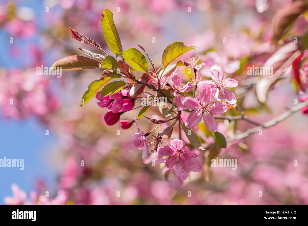 Blooming crab apple tree isolated on a blurred pink and blue background ...