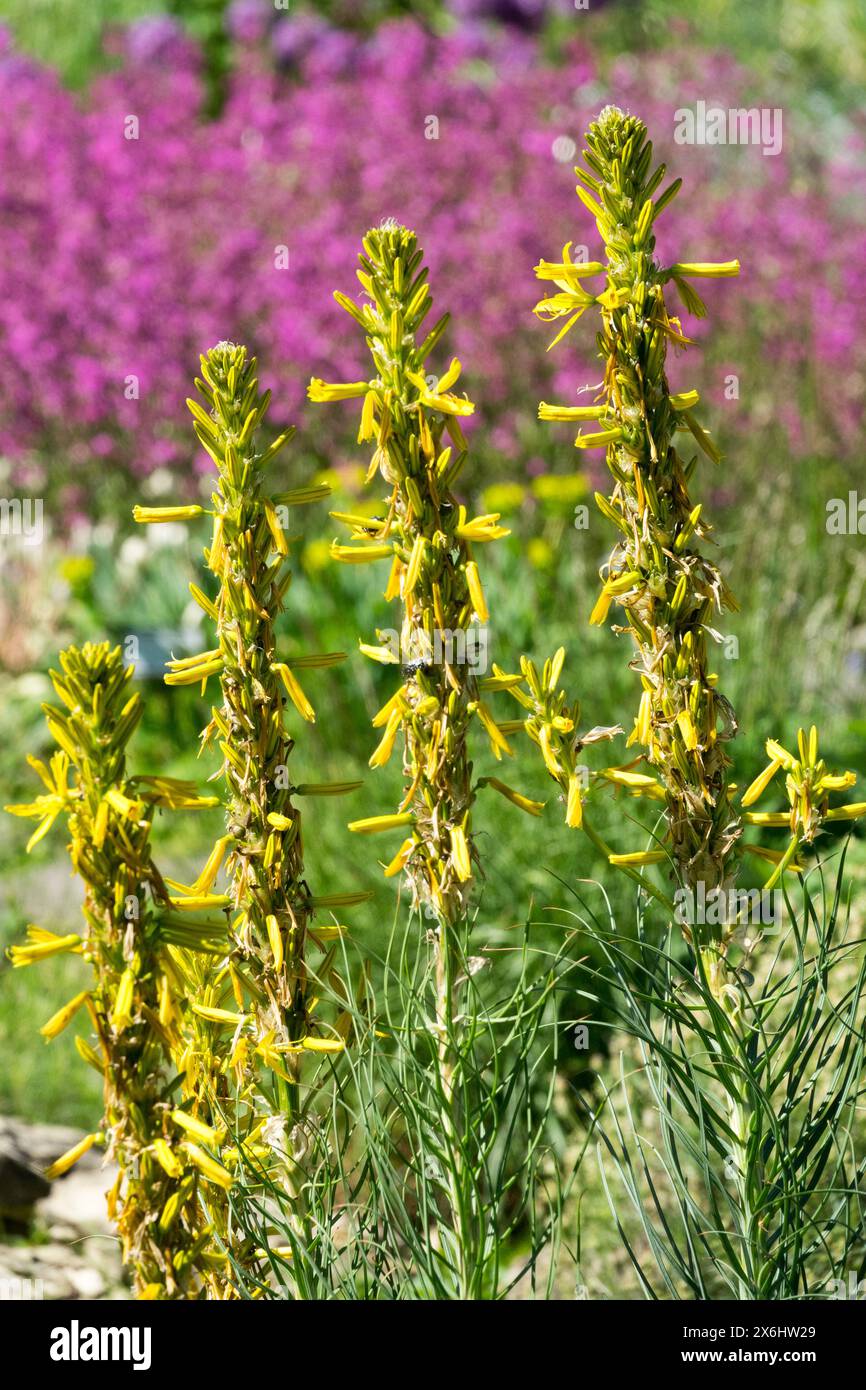 Kings Spear Yellow Asphodel Jacobs Rod, Flower Flowers Blooming Blooms ...