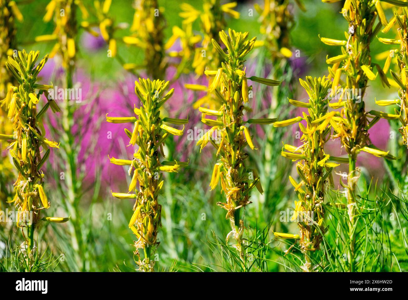 Kings Spear Yellow Asphodel Jacobs Rod, Flower Flowers Blooming Blooms ...