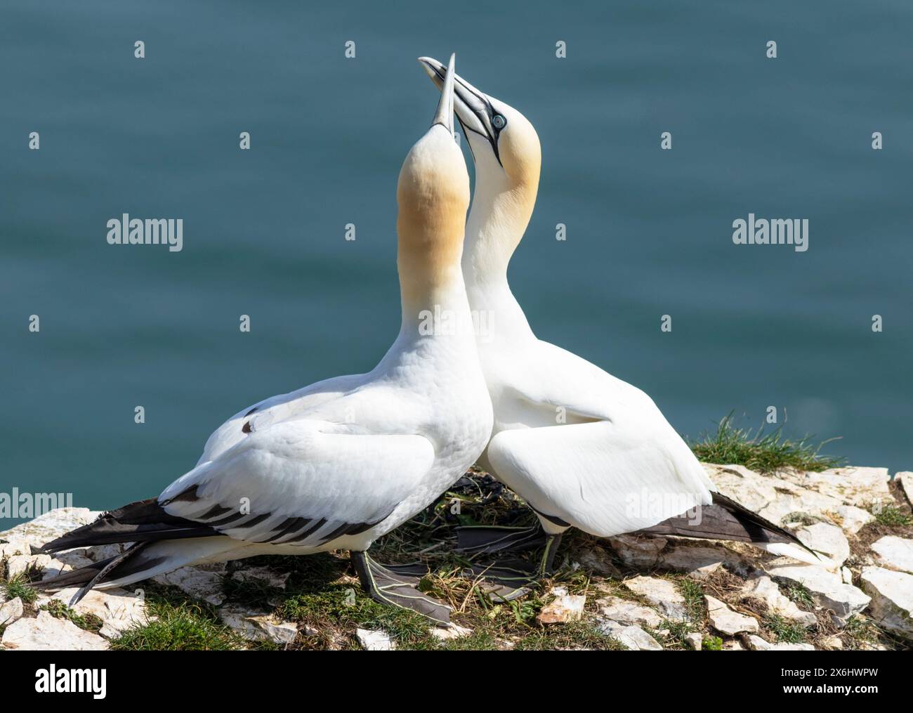 Northern gannet yorkshire hi-res stock photography and images - Alamy